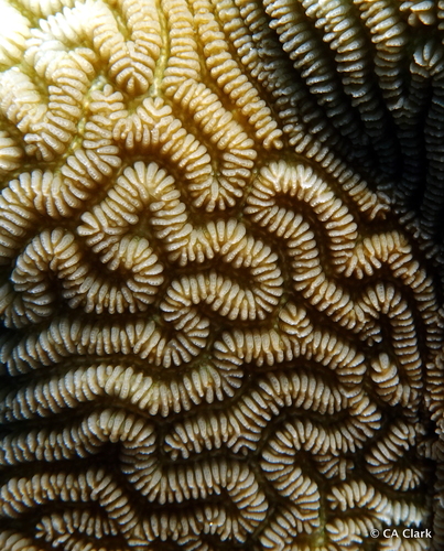 Leptoria phrygia · NaturaLista Colombia