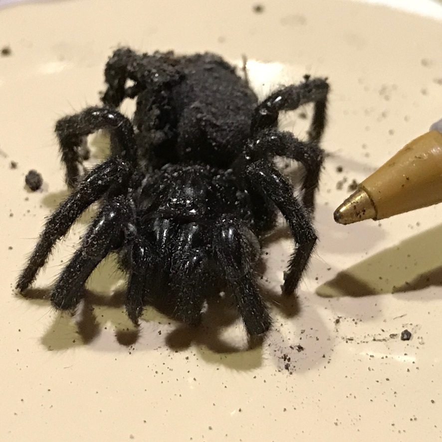 Atrax sutherlandi Gray, 2010