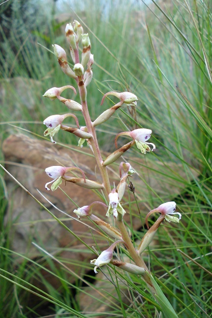 Disa klugei McMurtry