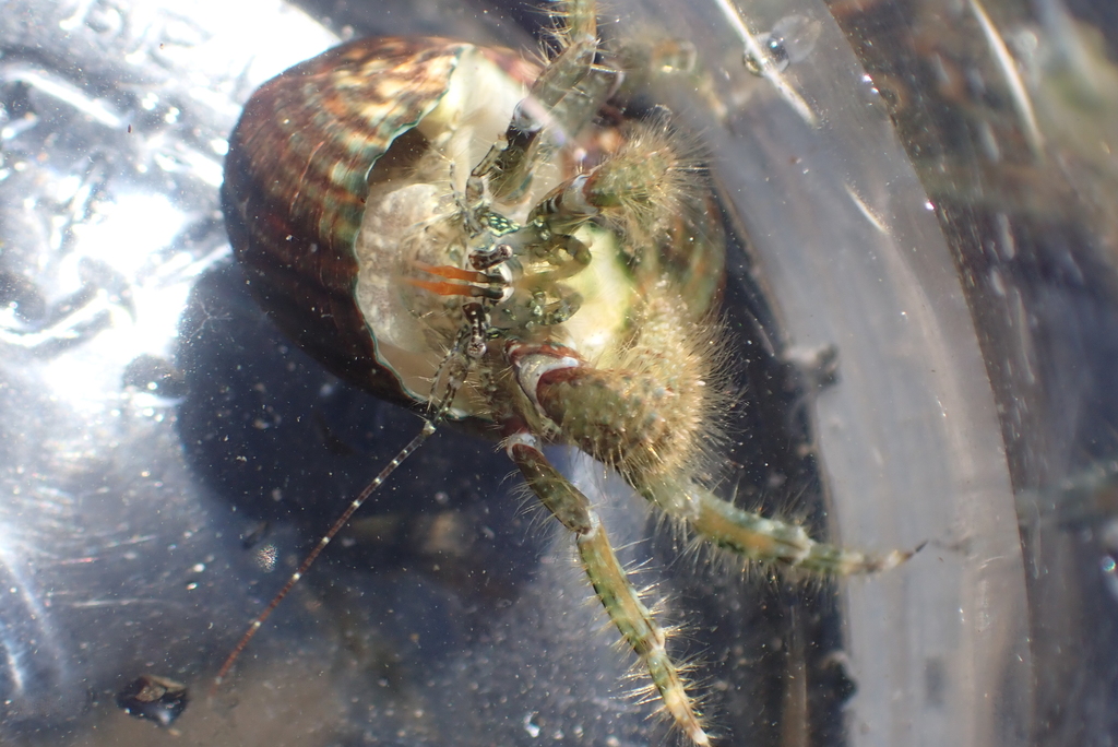 Pagurid Hermit Crab Sp. (Pagurus traversi) - Tomahawk, Tasmania
