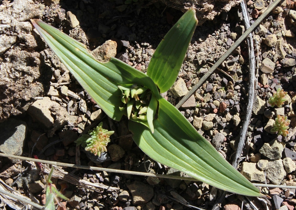 Androcymbium cuspidatum (Cape Bulbs 1) · BioDiversity4All