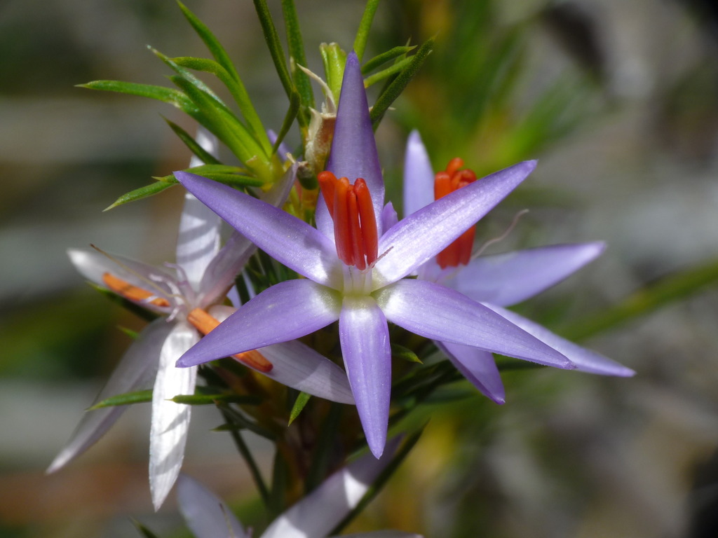tinsel lilies (Calectasia) - Botanical Realm