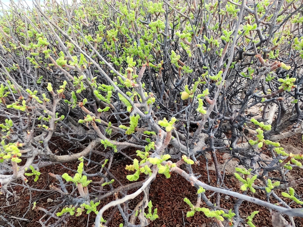 cimarron plum from Loreto Municipality, BCS, Mexico on July 13, 2021 at ...