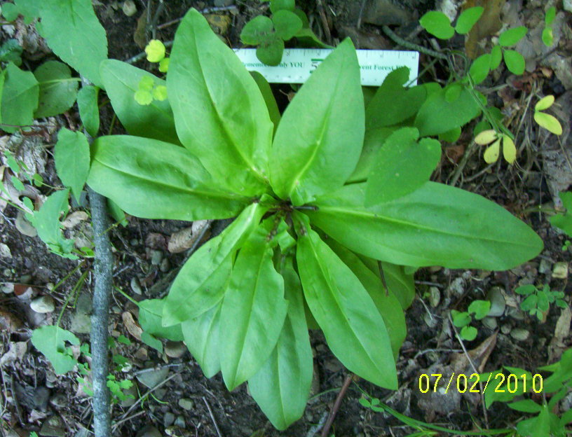 American columbo in July 2010 by Chuck Thomas. two plants observed on a ...