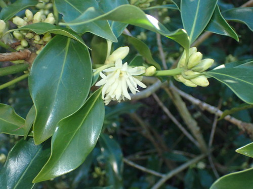 Anise Tree (Illicium simonsii) · iNaturalist