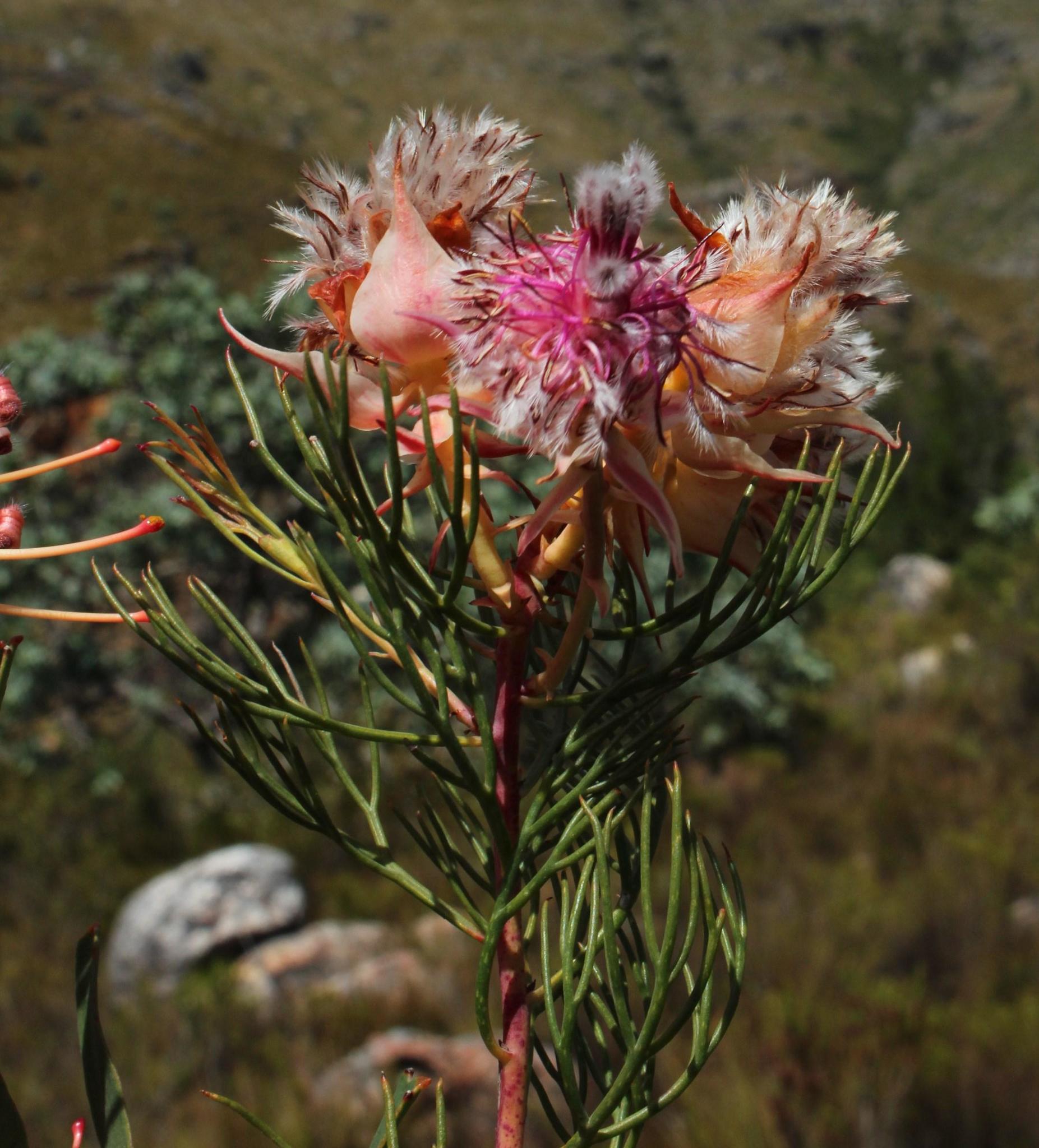 Serruria rosea Phillips
