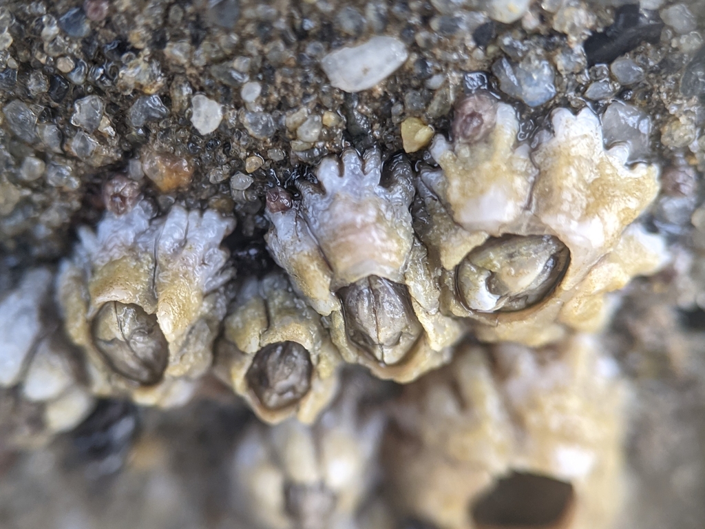 Fragile Barnacle from Pensacola Beach, FL, USA on August 20, 2021 at 06 ...