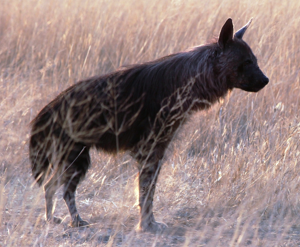 Hyaenas (Hyaenidae) - Know Your Mammals