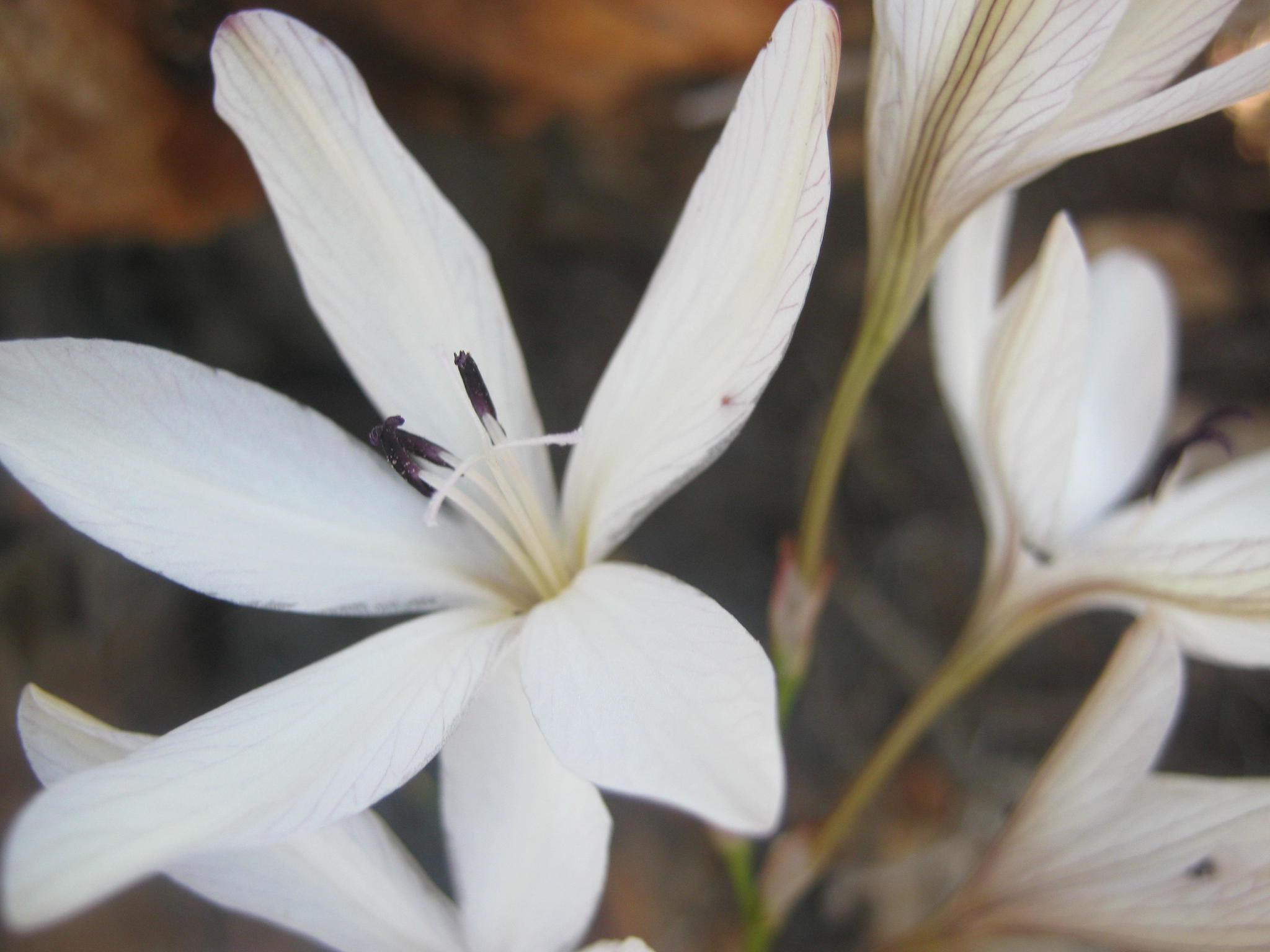 Tritonia bakeri subsp. bakeri
