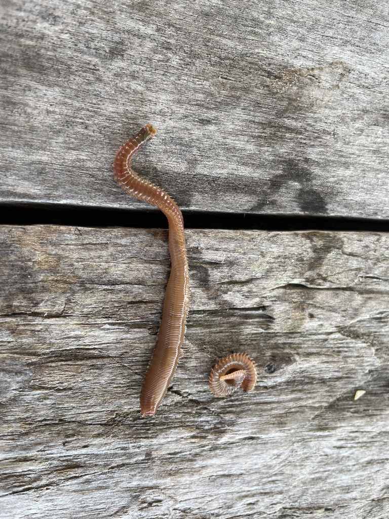 American bloodworm from Lees Cut, Wrightsville Beach, NC, US on August ...