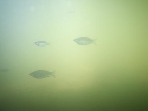 Red-striped Rainbowfish (Subspecies Melanotaenia splendida rubrostriata ...