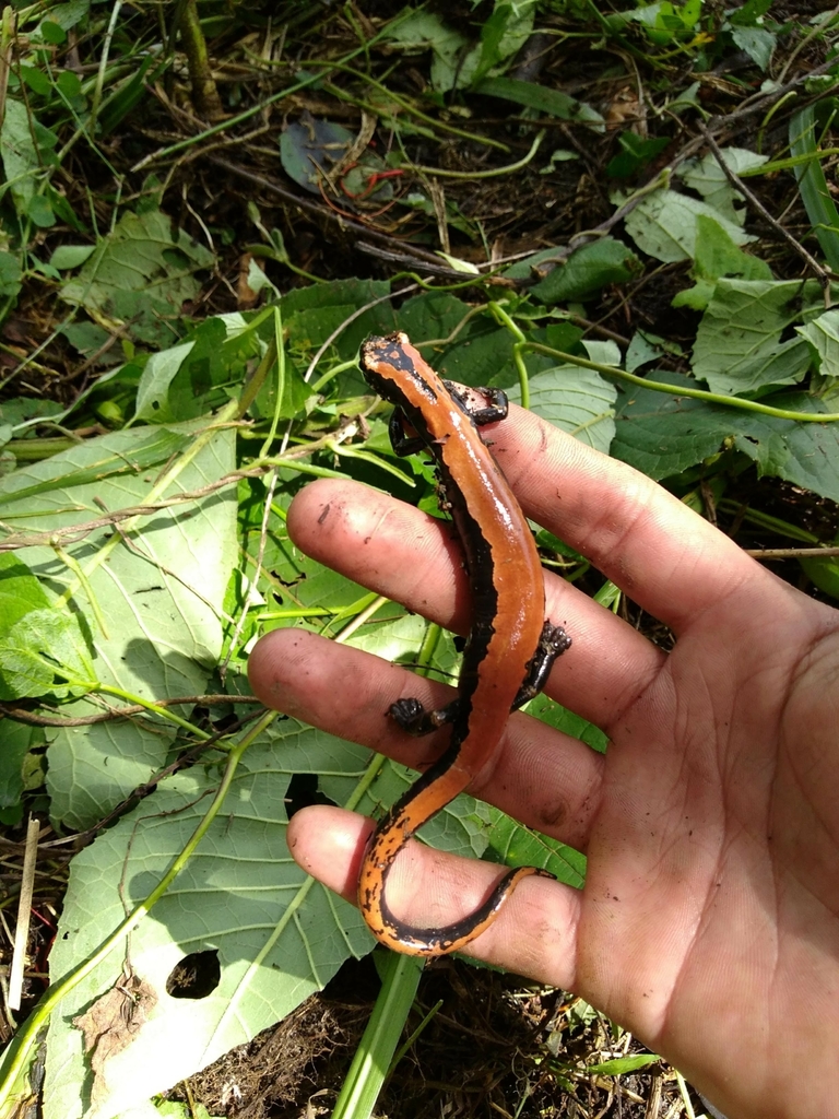 Broadfoot Mushroomtongue Salamander from Rincon Barrientos, 94455 ...