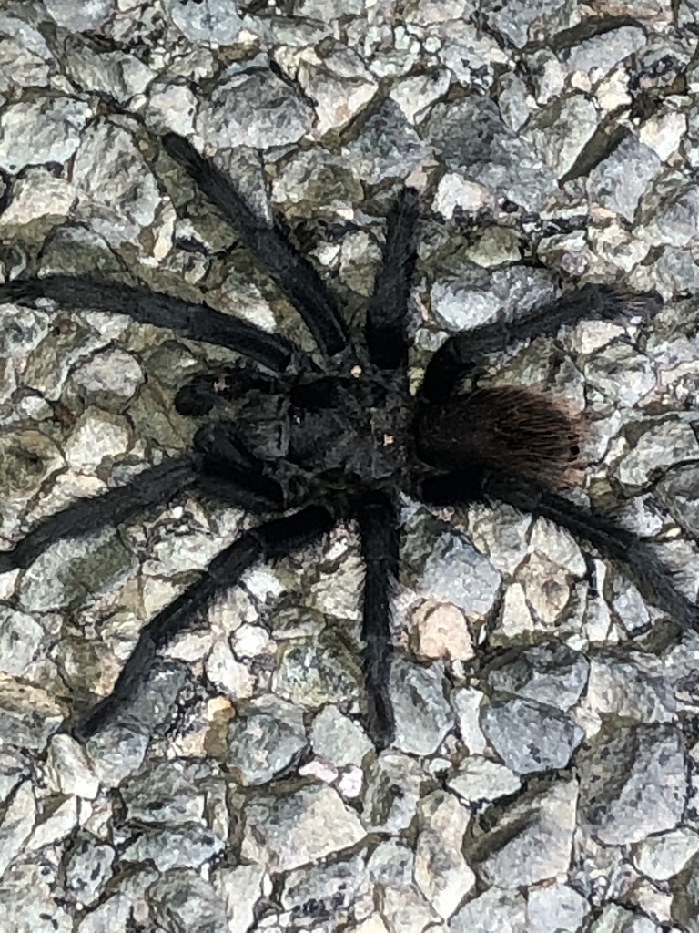 Tucson Bronze Tarantula from NM-9, Animas, NM, US on August 20, 2021 at ...