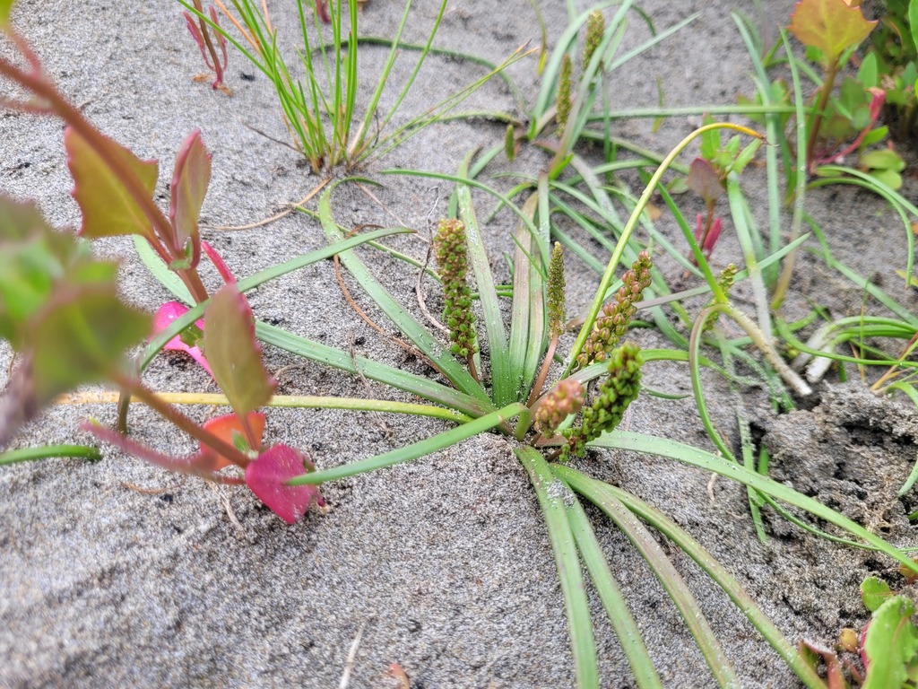 Three-ribbed Arrowgrass from Pacific County, WA, USA on August 18, 2021 ...