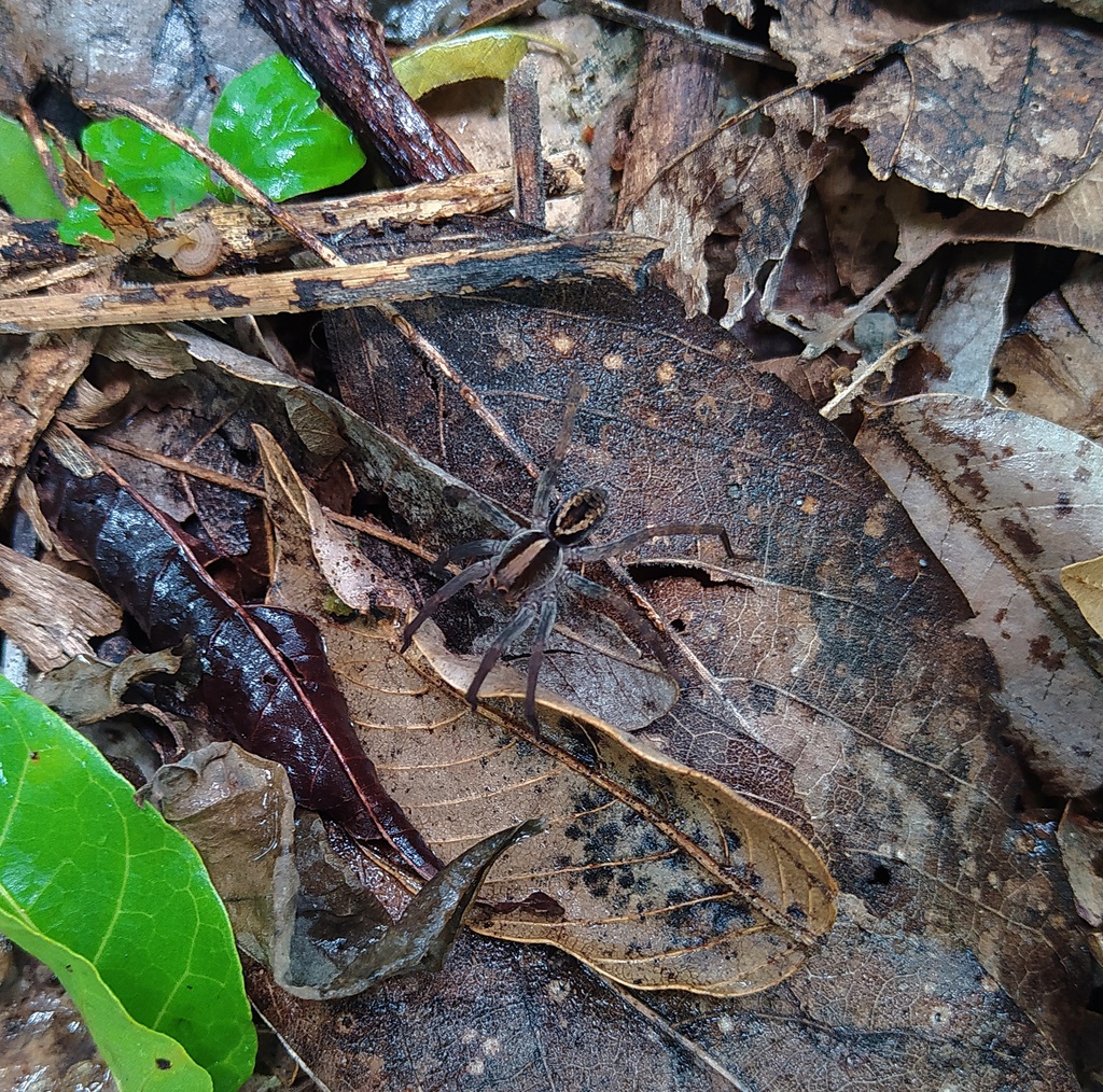 Lycosa subfusca (Arácnidos de la Peninsula de Yucatán) · iNaturalist
