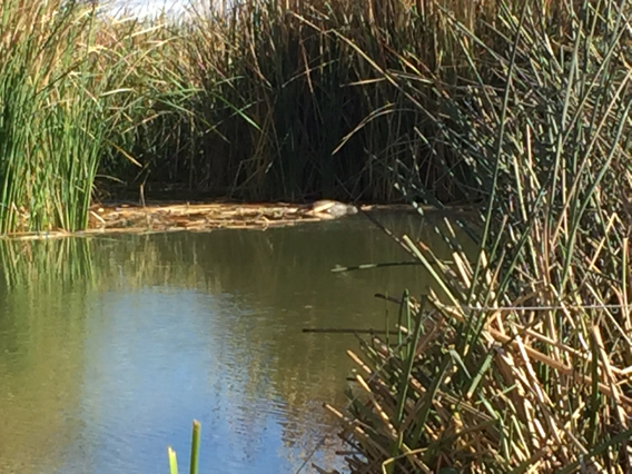 American Beaver from Desert Wetlands Park, Las Vegas, NV, US on January ...