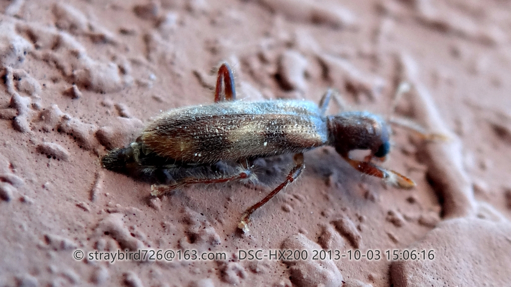 Opilo luteonotatus from 中国北京市门头沟区RHQJ+4FP on October 3, 2013 at 03:06 ...