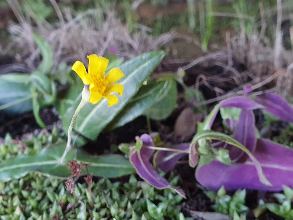 Climbing Babooncabbage from Matzikama Local Municipality, South Africa ...