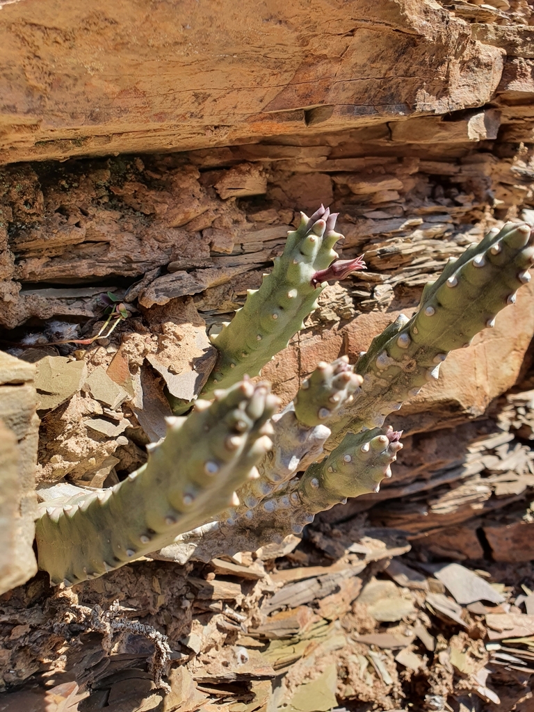 Tromotriche revoluta from West Coast, ZA-WC, ZA on August 14, 2021 at ...