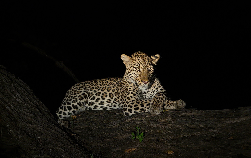 African Leopard in February 2019 by Peter Archdale · iNaturalist