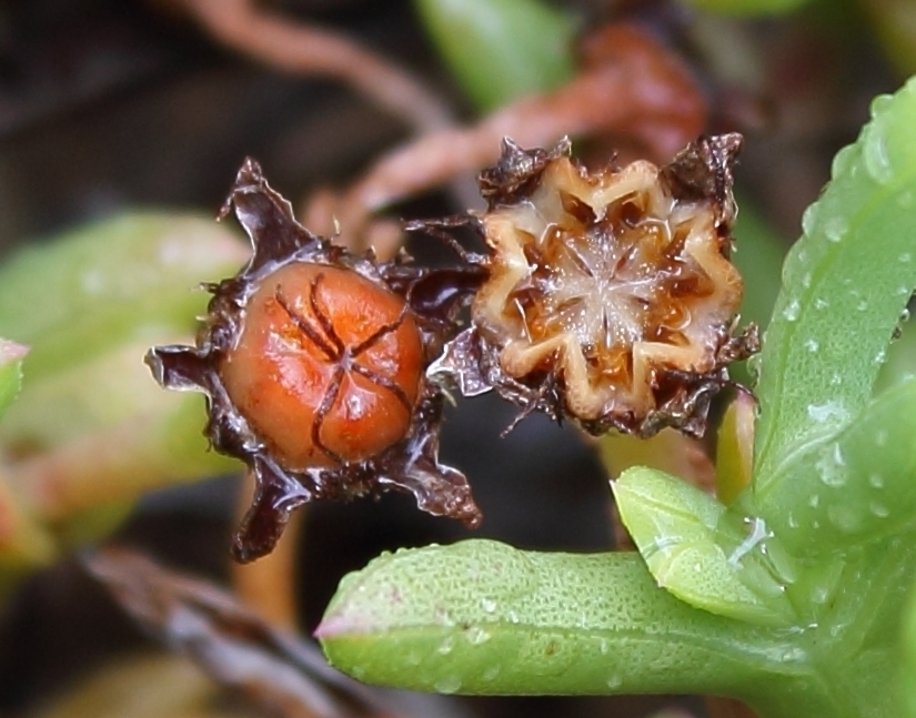 Sheath Tentfig (Ruschia lineolata) - Botanical Realm