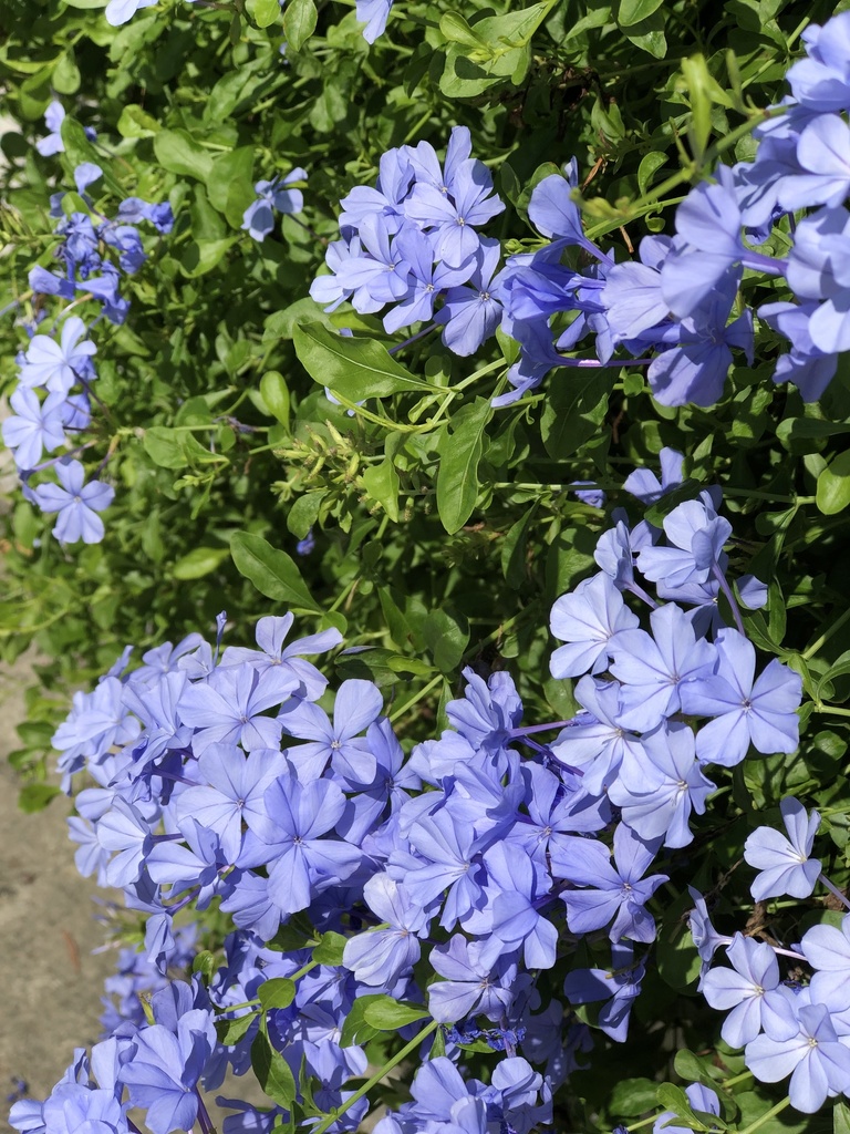 blue plumbago (Plumbago auriculata) - Botanical Realm