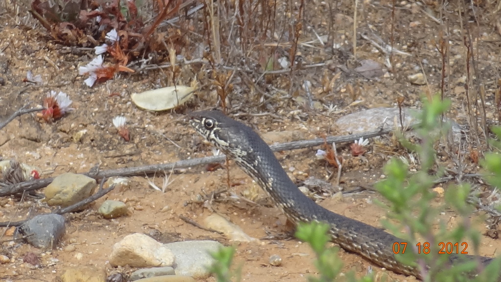 Baja California Coachwhip (Southern California Reptiles and Amphibians ...