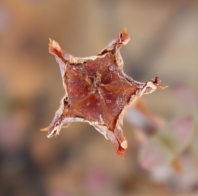 Phiambolia persistens from Milestone 65, R46 WCape on December 10, 2012 ...