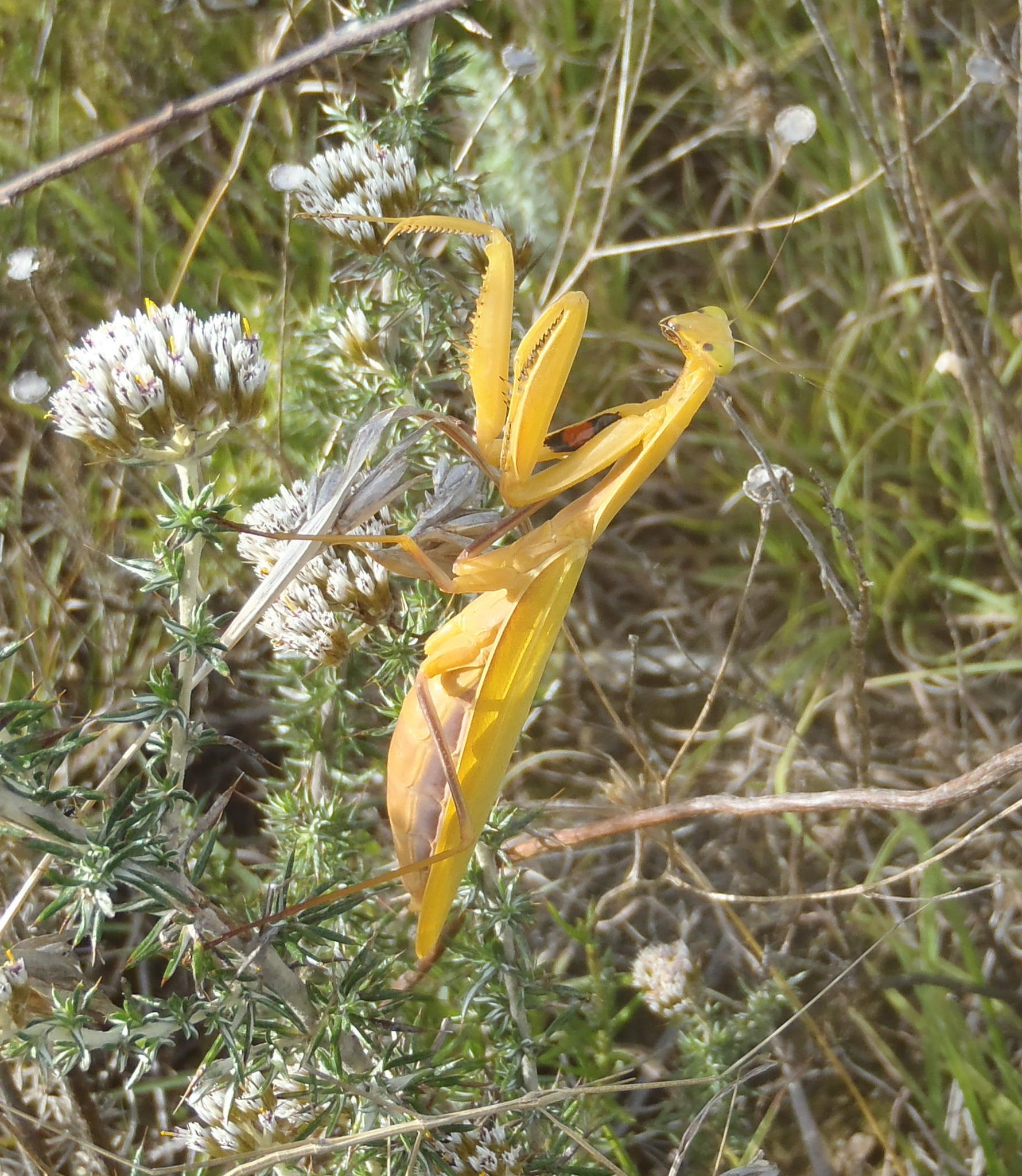 Paramantis sacra Thunberg, 1815