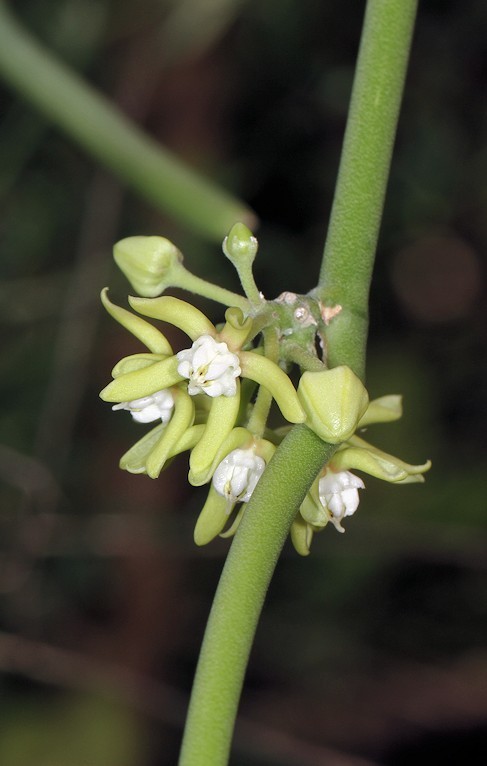 Caustic Vine (Pauline Bohnen) · iNaturalist