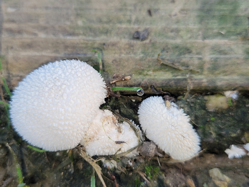 Curtis's Puffball from West Township, IN, USA on August 20, 2021 at 07: ...