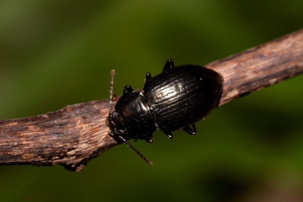 Adelium from Bonville NSW 2450, Australia on August 20, 2021 at 09:38 ...