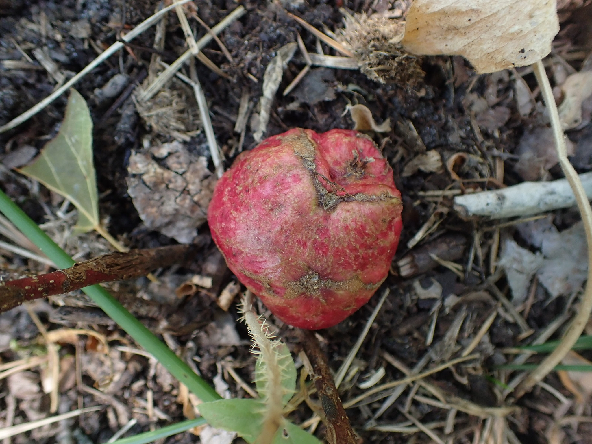 Diplolepis radicum (Osten Sacken, 1863)