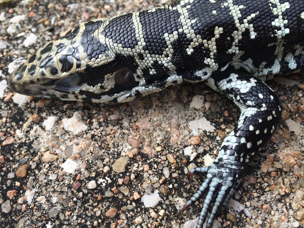 Argentine Black-and-white Tegu from austin, tx on January 10, 2015 at ...