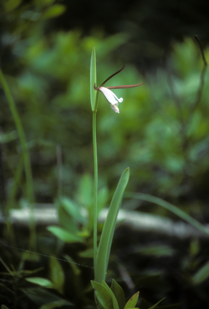 rosebud orchid (Flora and Fauna of North Carolina) · iNaturalist