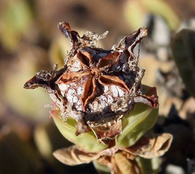 Gem Hedgehogfig (Braunsia geminata) - Botanical Realm