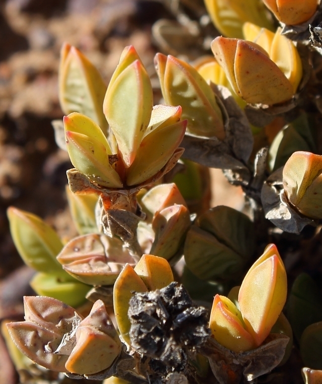 Gem Hedgehogfig (Braunsia geminata) - Botanical Realm