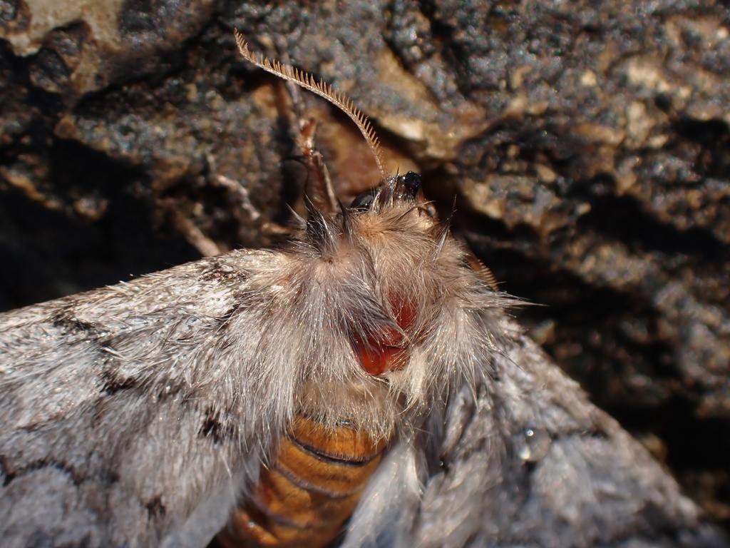Pine Processionary-moth in August 2021 by Albert Cardona. Freshly ...