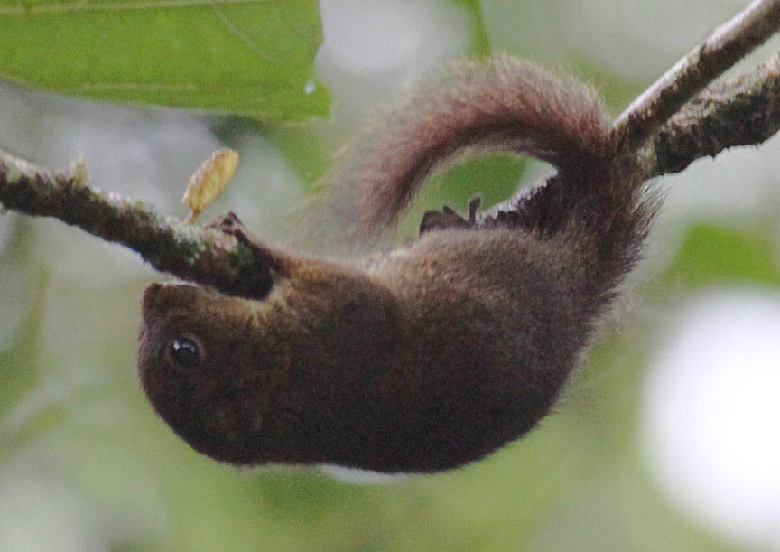 Neotropical Dwarf Squirrels (Microsciurus) - Know Your Mammals
