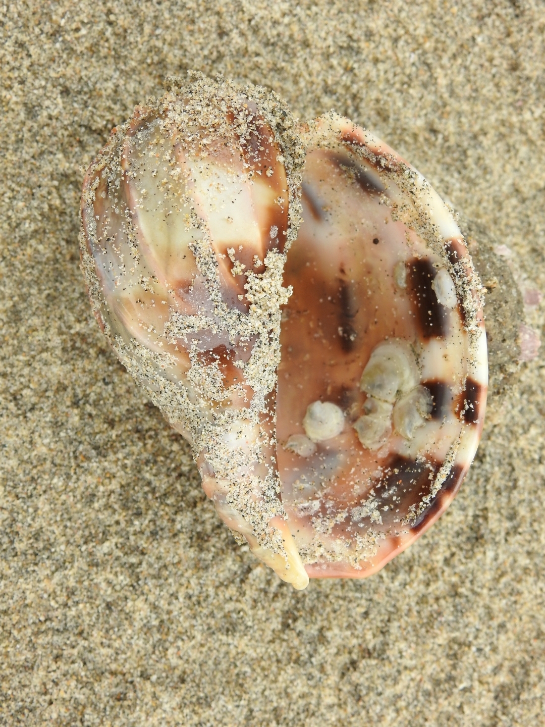 Harpa davidis Röding, 1798