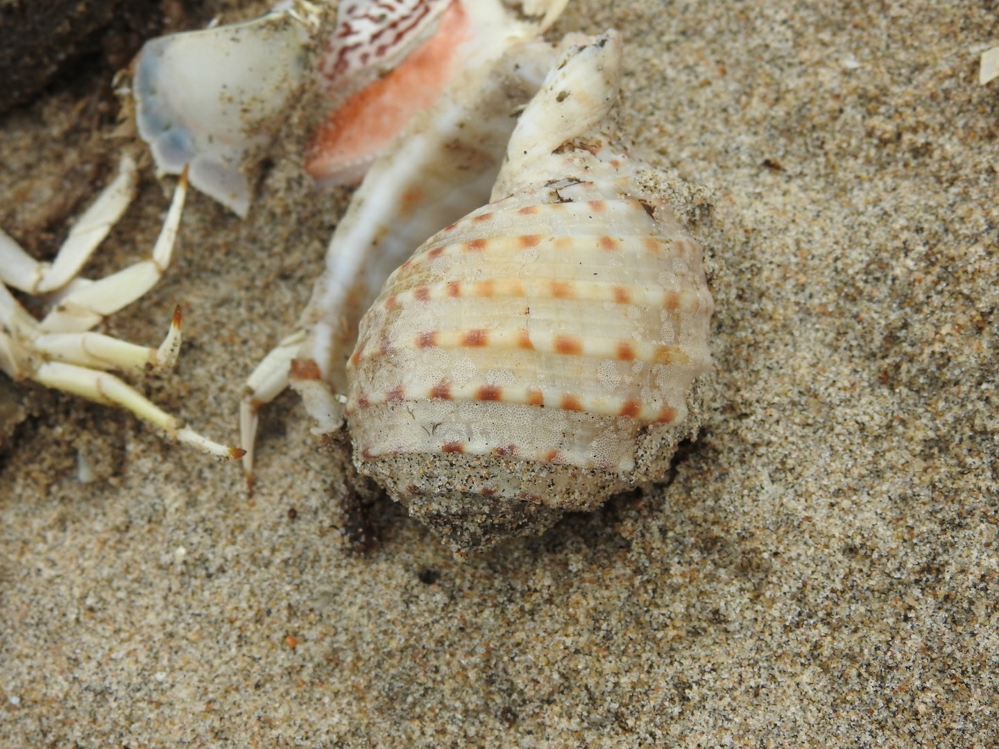 Tonna dolium (Linnaeus, 1758)