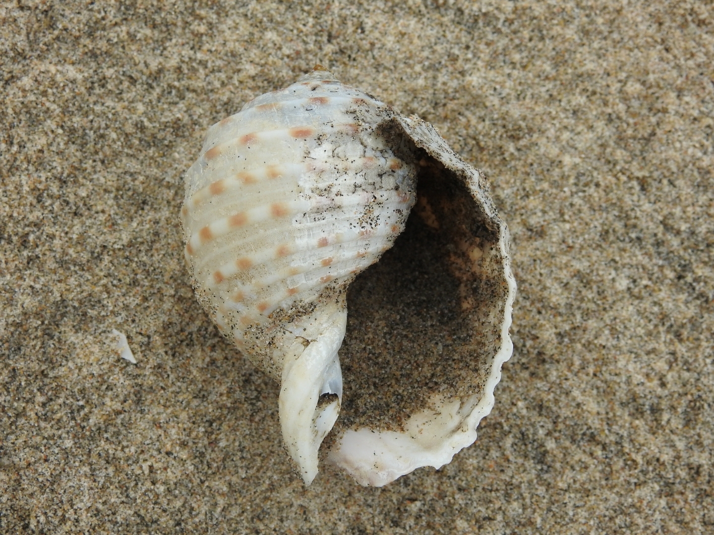 Tonna dolium (Linnaeus, 1758)