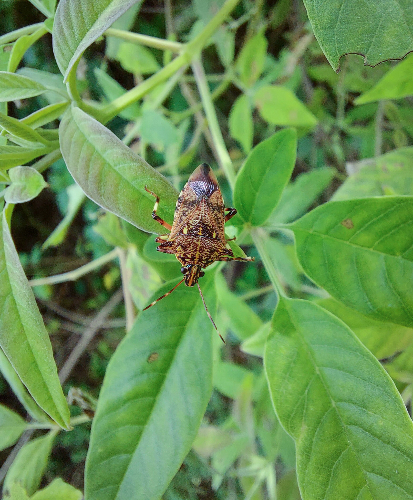 Eocanthecona furcellata (Wolff, 1811)