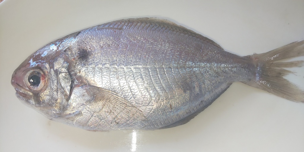 Pacific rudderfish (Psenopsis anomala) - Marine Life Identification