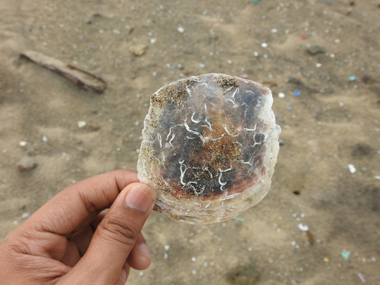 Placuna placenta (Linnaeus, 1758)