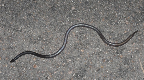 Subspecies Atractaspis bibronii bibronii · iNaturalist