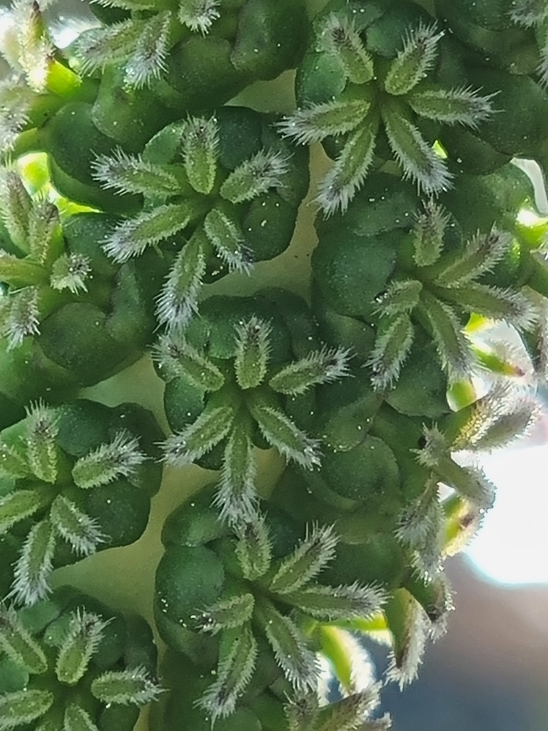 Water Ribbons (Cycnogeton procerum) - Botanical Realm