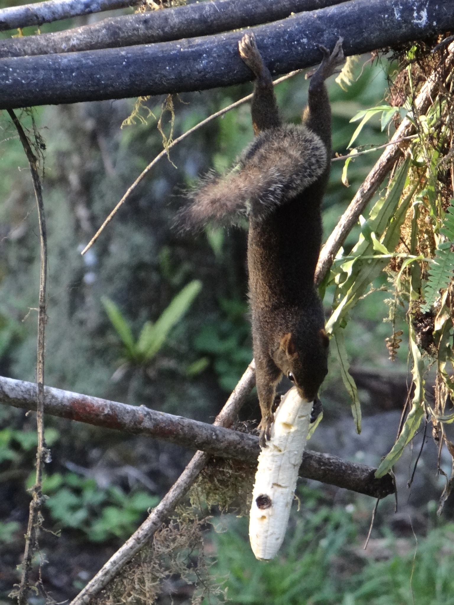 Sciurus ignitus (Gray, 1867)