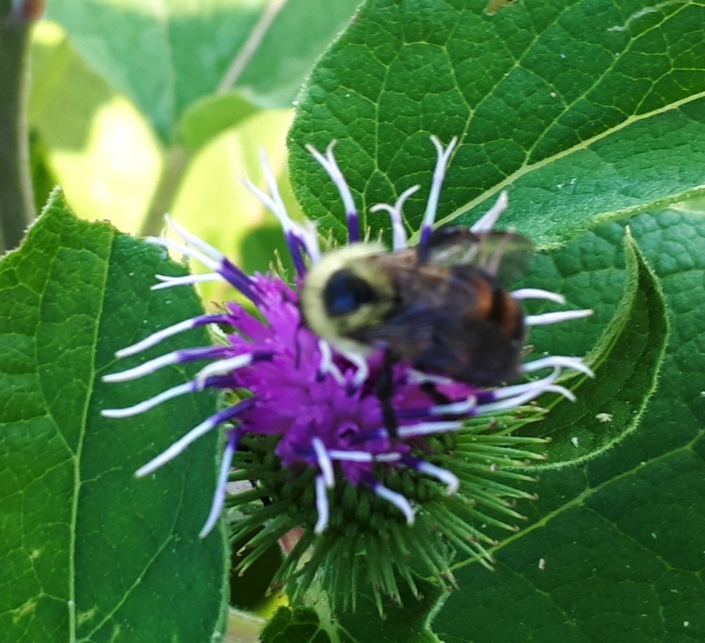 Two-spotted Bumble Bee from Rimouski, QC, Canada on August 17, 2021 by ...