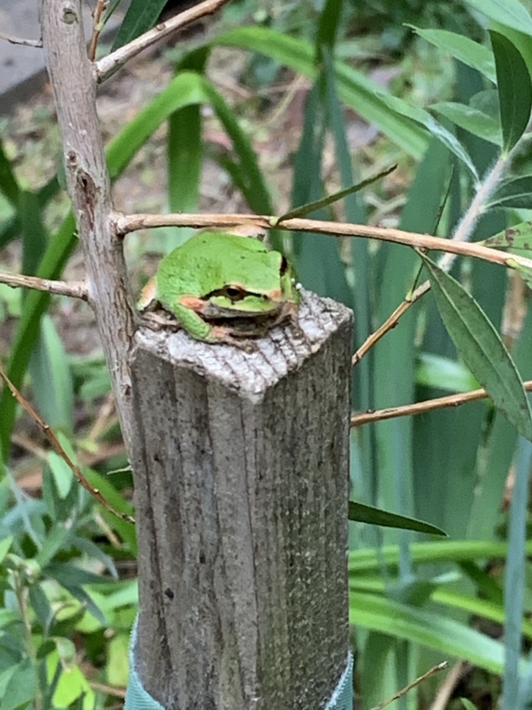 Northern Pacific Tree Frog from Kerryview Dr, Victoria, BC, CA on ...